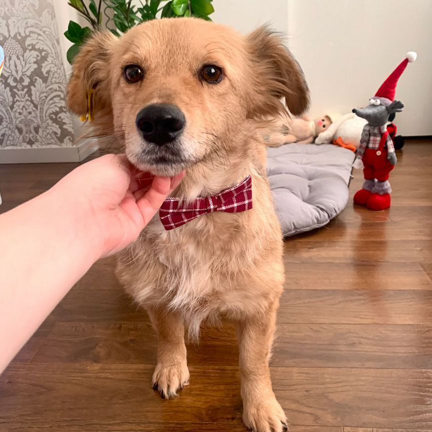 Взрослая собака в добрые руки