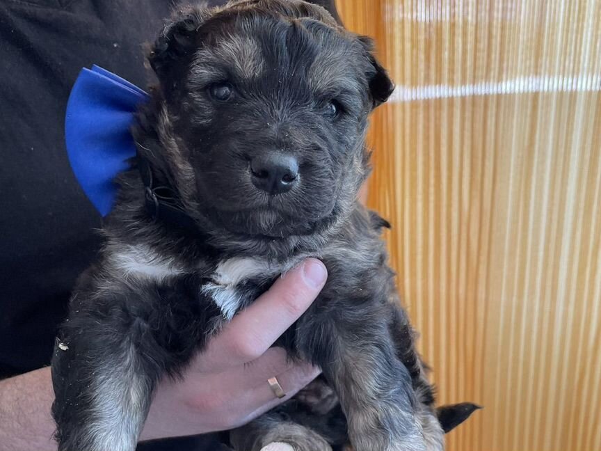 Щенки от хаски в добрые руки