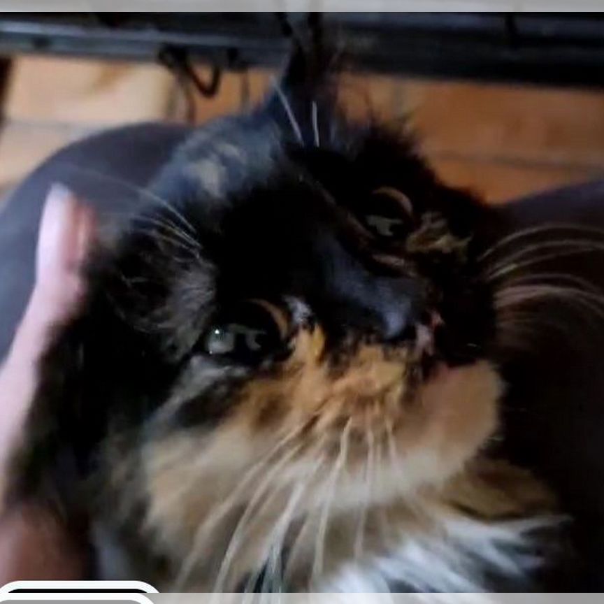 Красивый котенок девочка в дар