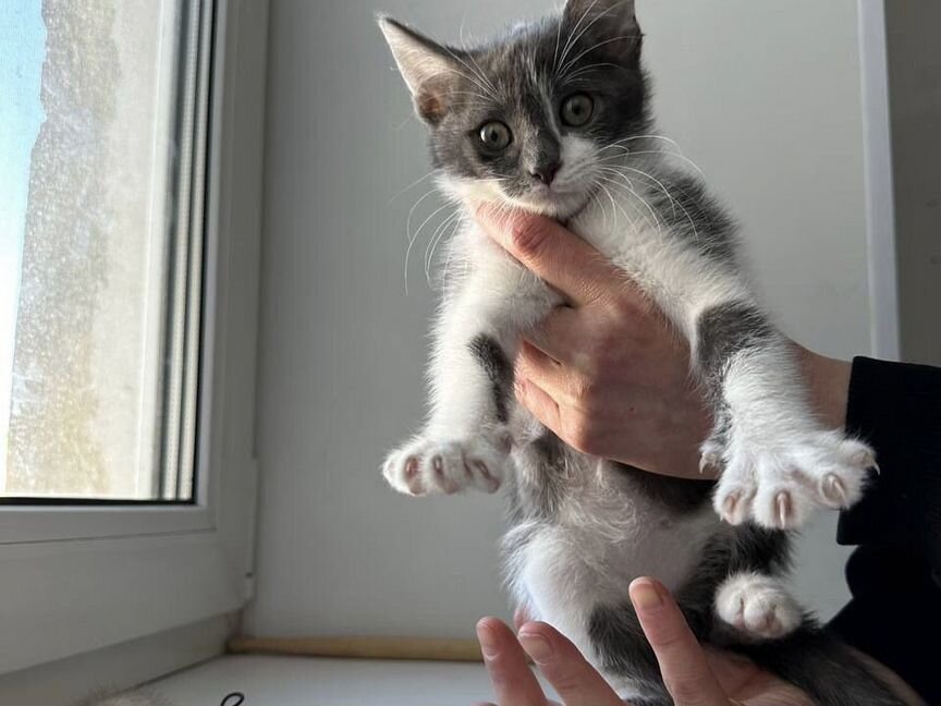 Котенок Алекс