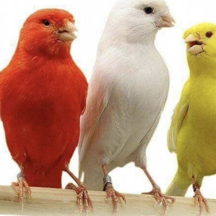 Кенара и канарейки