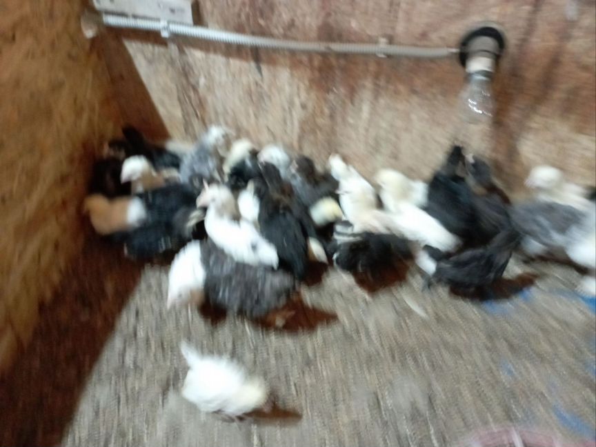 Куры несушки