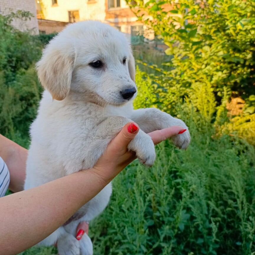 Собака в добрые руки отдам бесплатно щенка