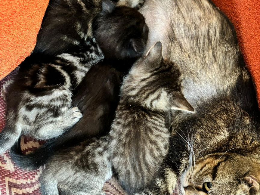 Шотландские котята