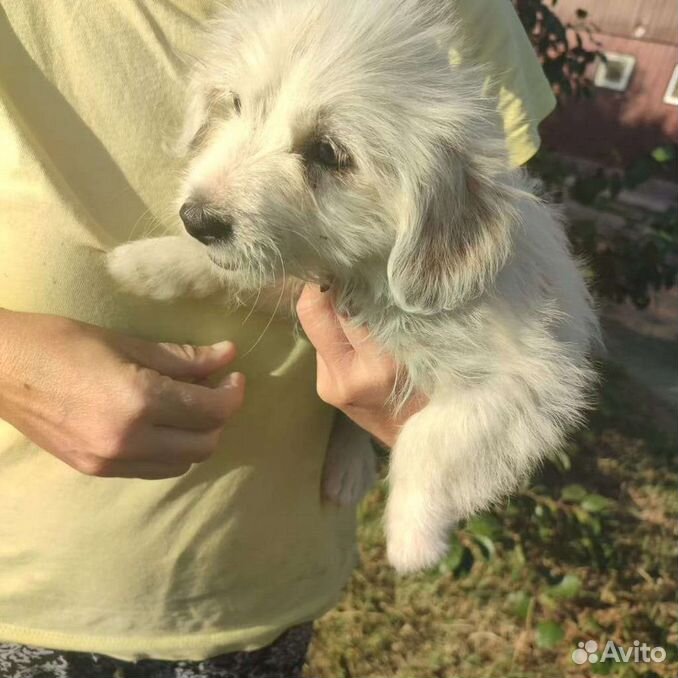 Ася щенок от маленькой собачки