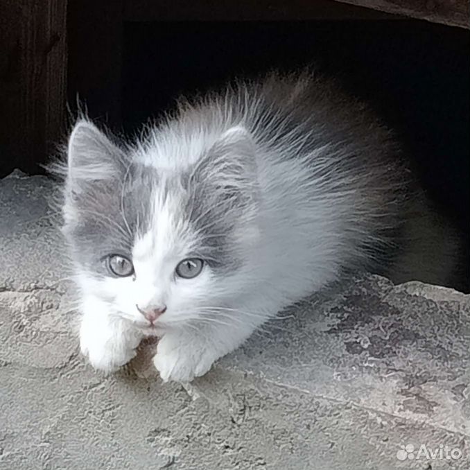 Кошка около 3 месяцев