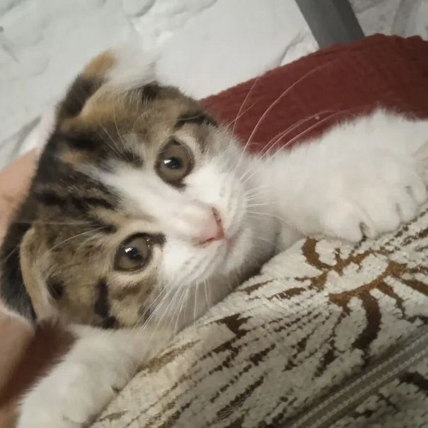 Котёнок в добрые руки