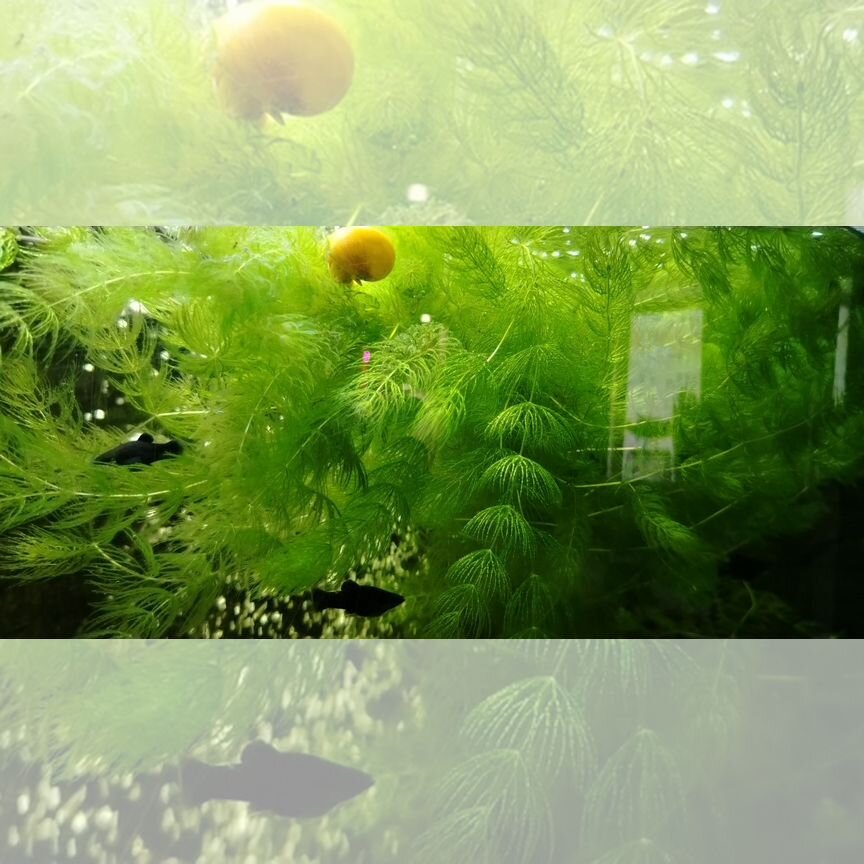 Роголистник