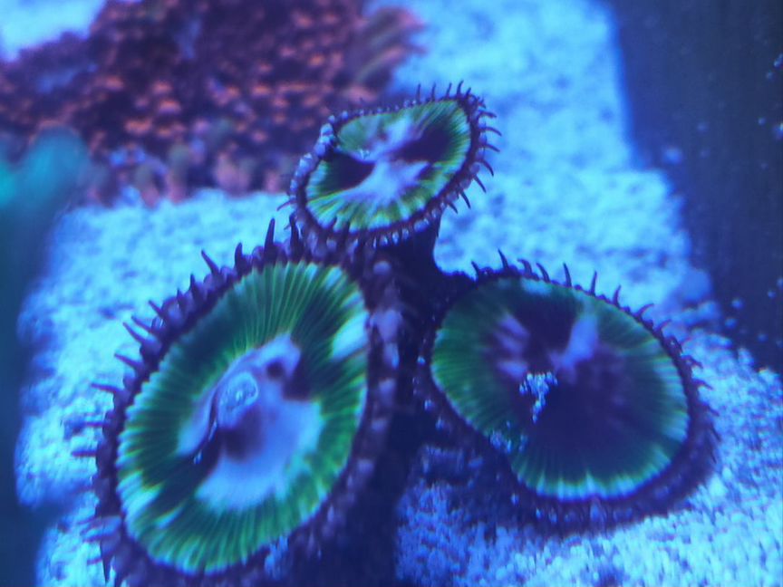 Кораллы - зоантусы, LPS и SPS, улитки Турбо