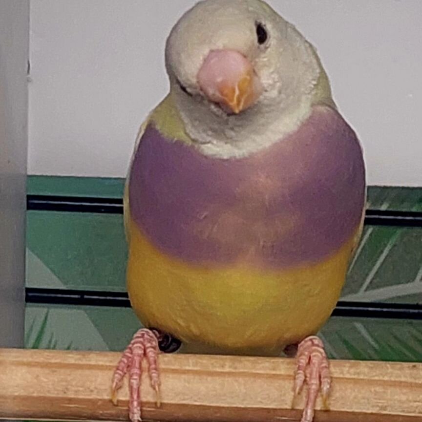 Амадина гульда самка