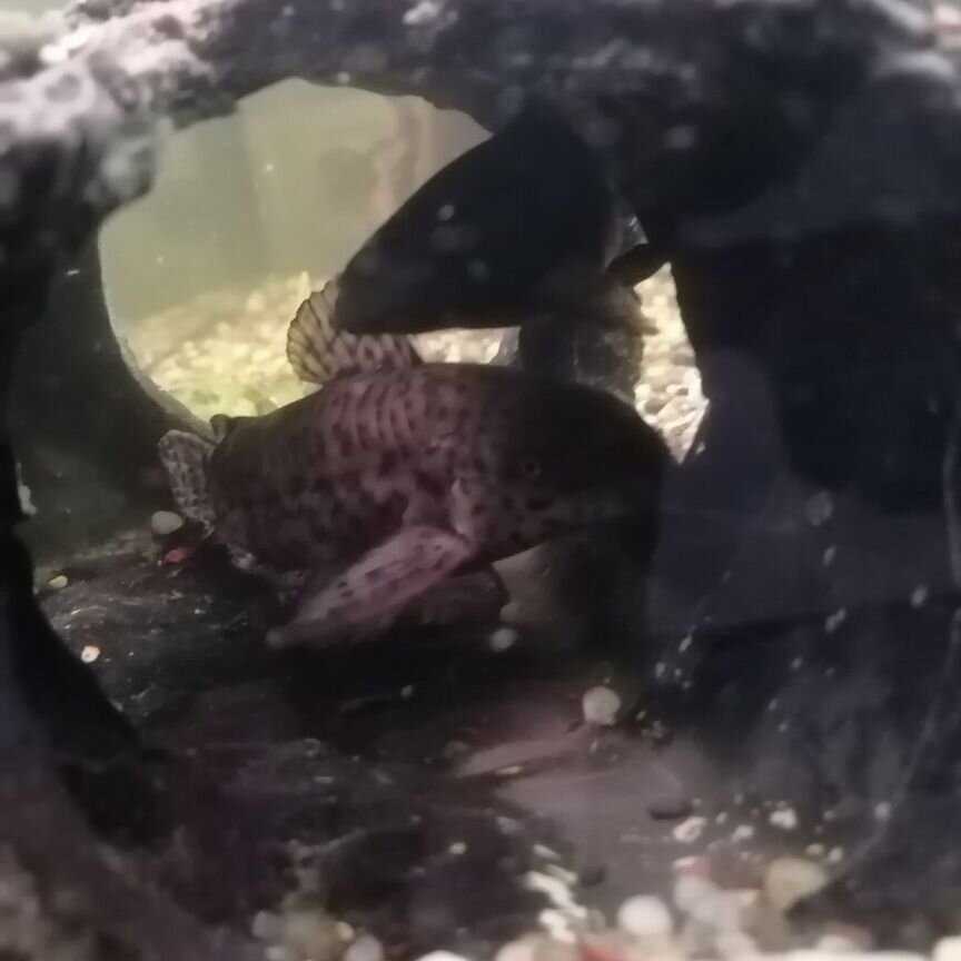 Сом таракатум