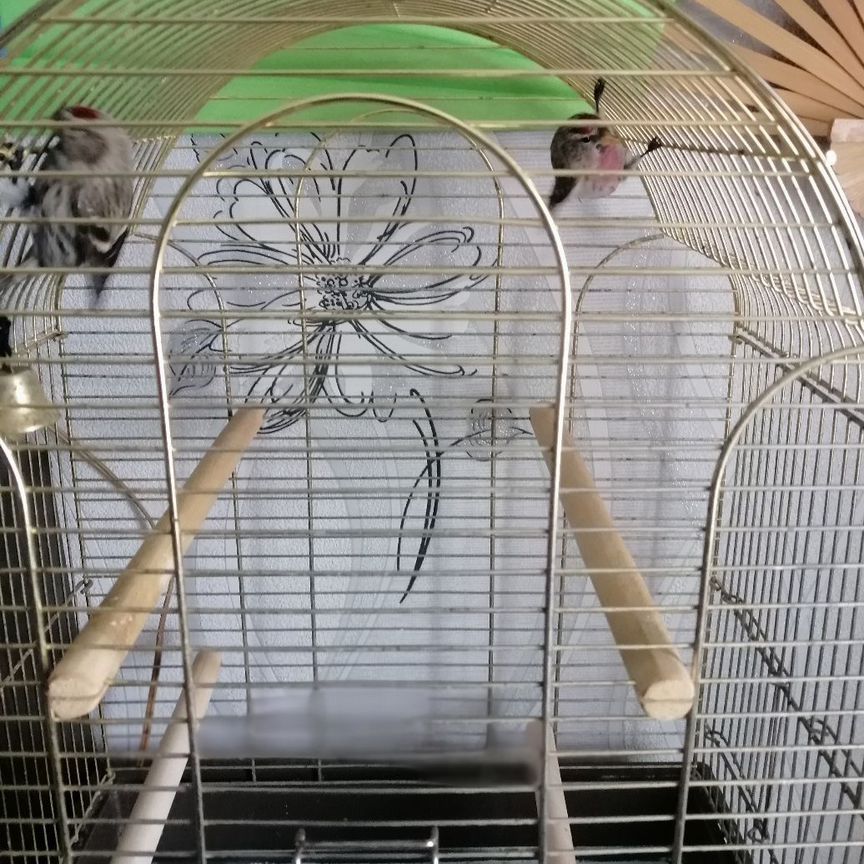 Чечетка птица