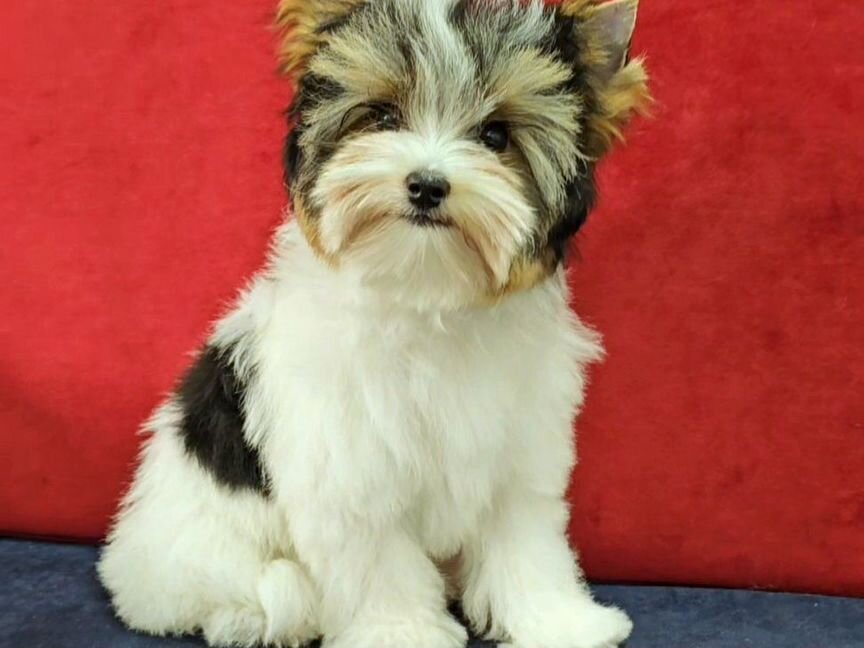 Мальчик бивера