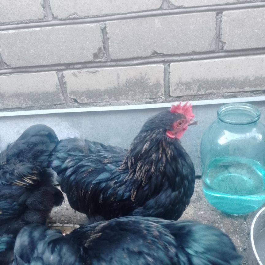 Декоративные куры кохинхин