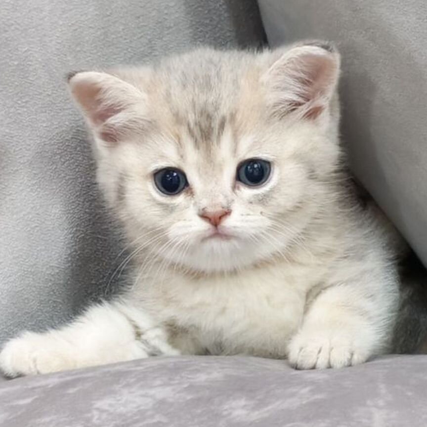 Британский короткошёрстный котёнок