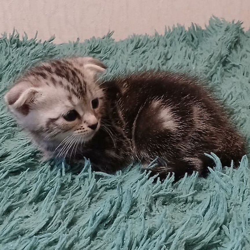 Шотландский вислоухий короткошёрстный котёнок