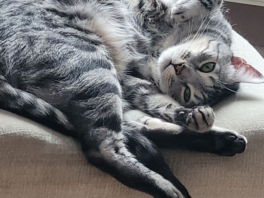 Кот бенгал в добрые руки