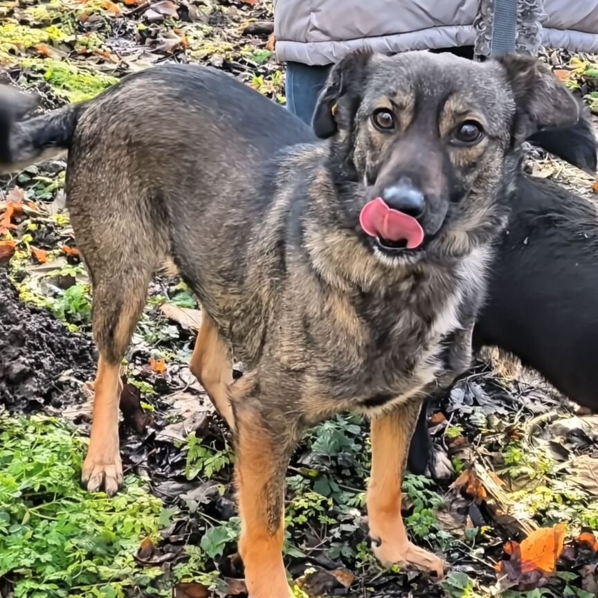 Взрослый пёс в добрые руки