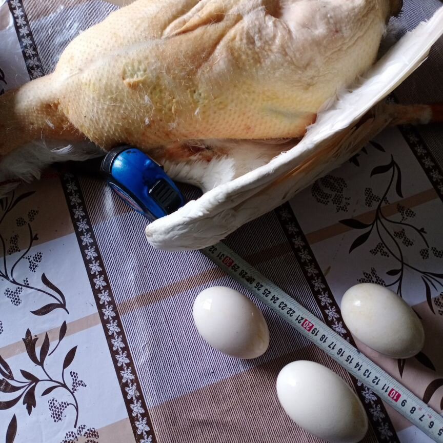 Продам гусиные яйца