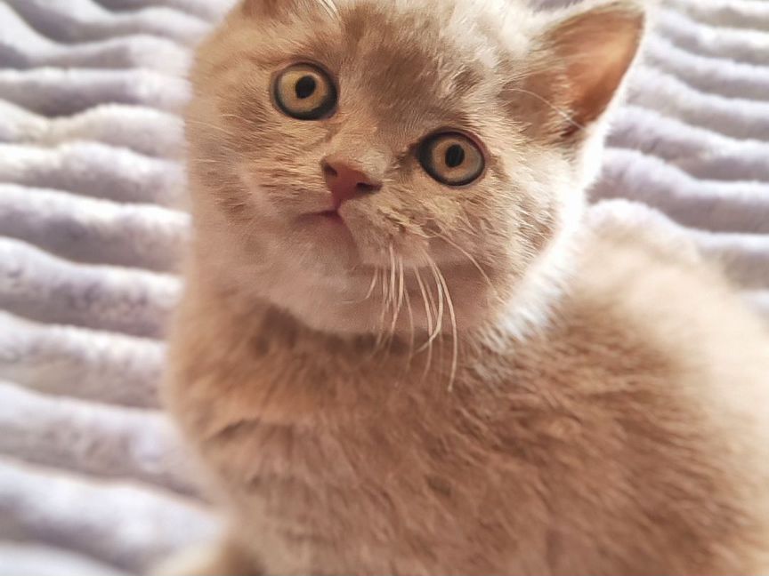 Шотландские котята