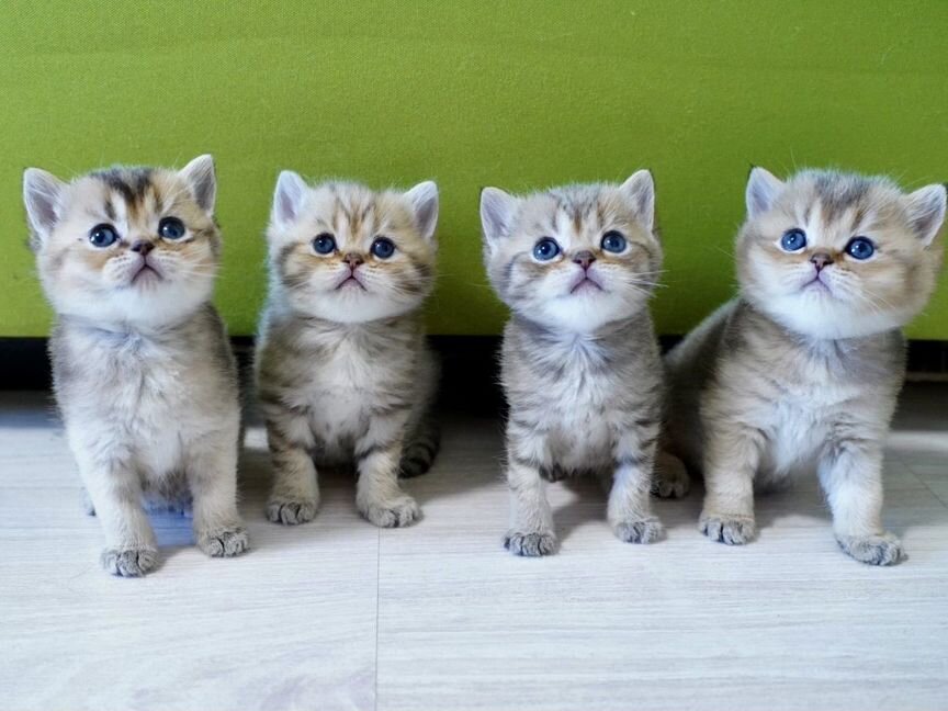 Шотландская золотая шиншилла