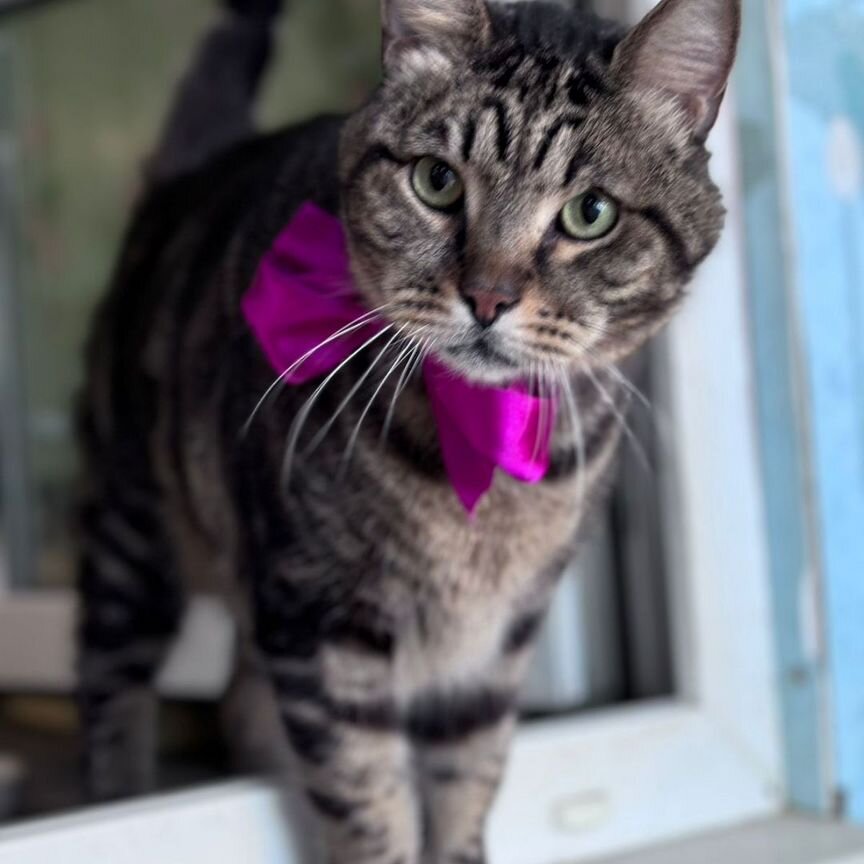 Кот Спокойный Жан