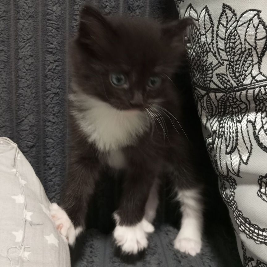 Шотландский вислоухий длинношёрстный котёнок