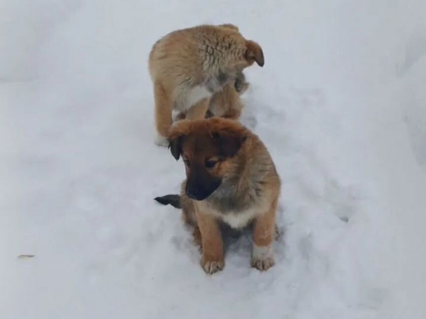 Щенки. 2 сестренки еще умерли