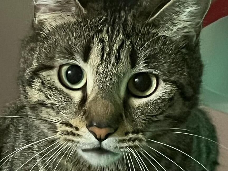 Курильский бобтейл, кошка