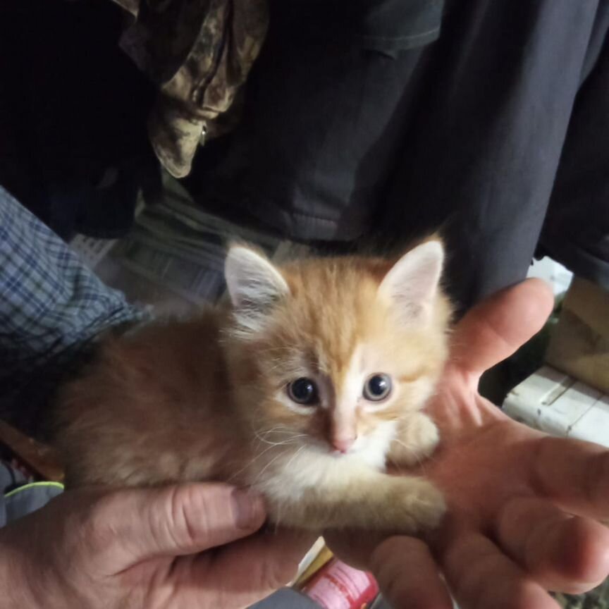 Котята в добрые руки бесплатно