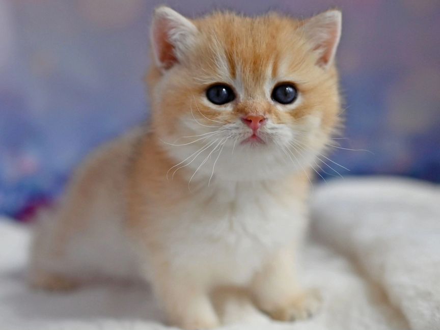 Британские котята котики золотая шиншилла