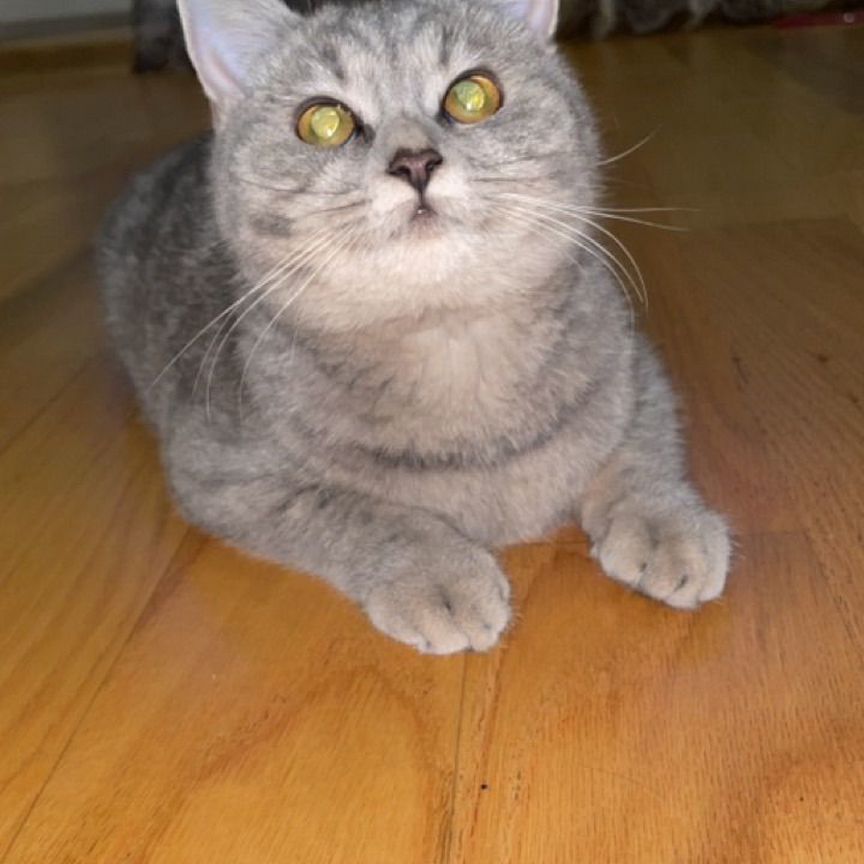 Шотландская кошка бесплатно
