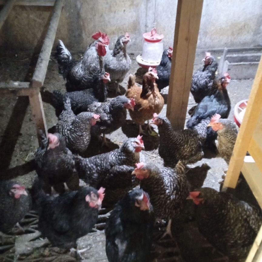 Куры несушки продам