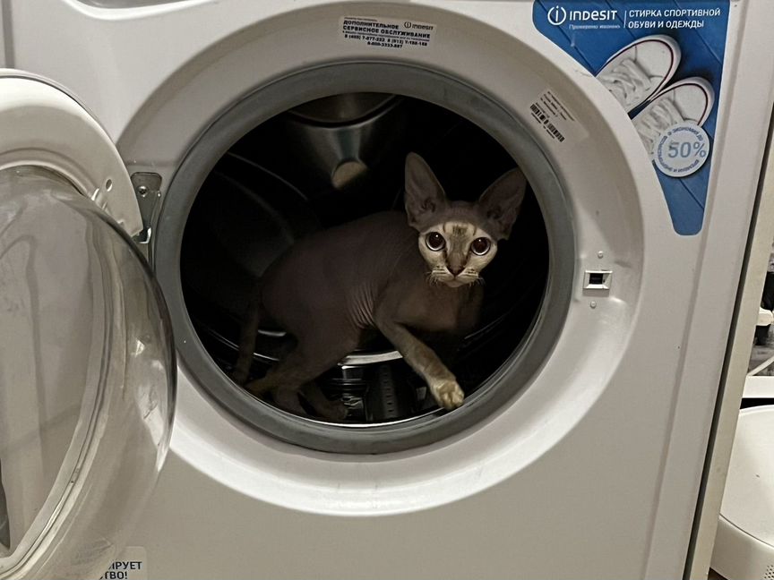 Канадский сфинкс