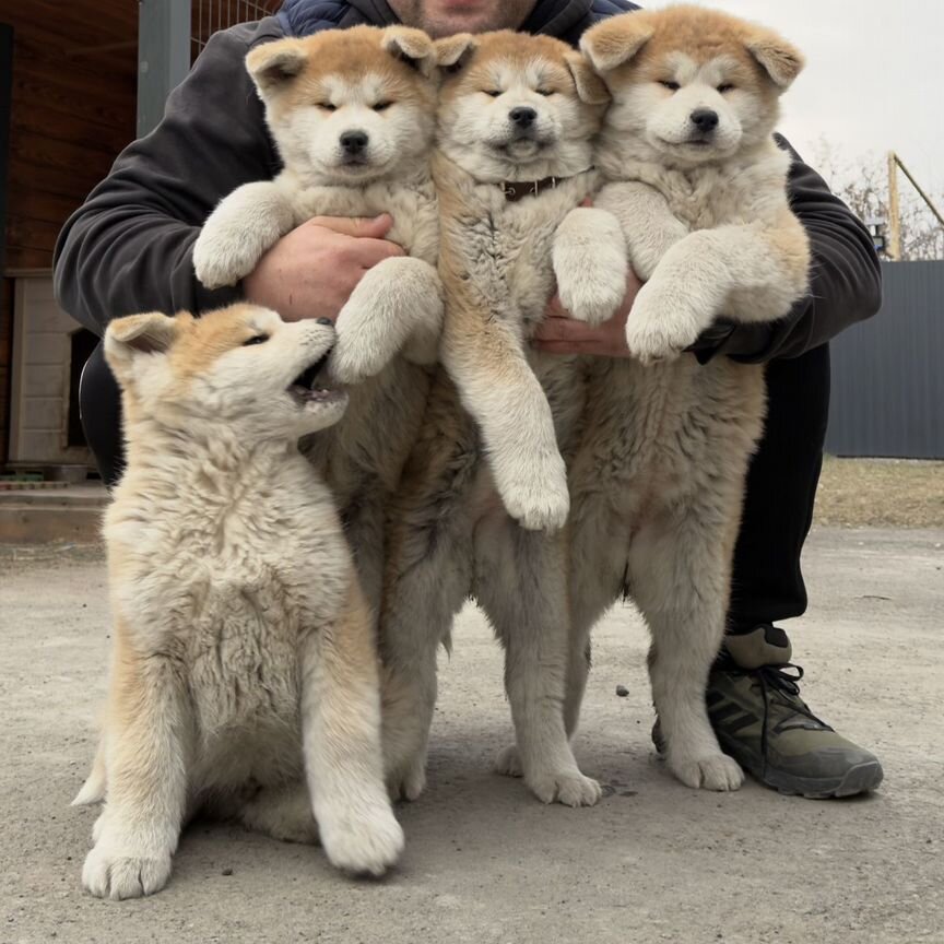 Акита-ину, щенок