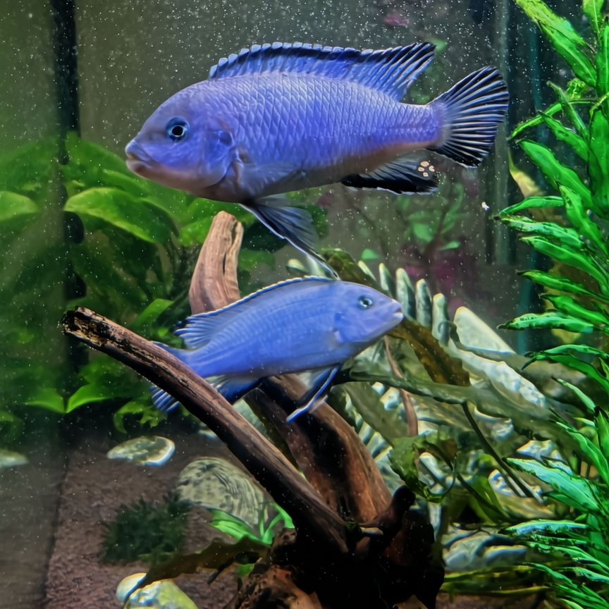 Цихлида Псевдотрофеус Пиндани