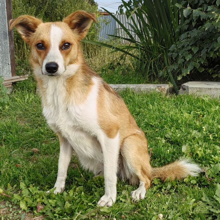 Собака бродяжка в добрые руки