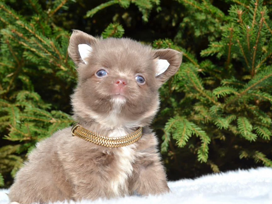 Лиловый мишка