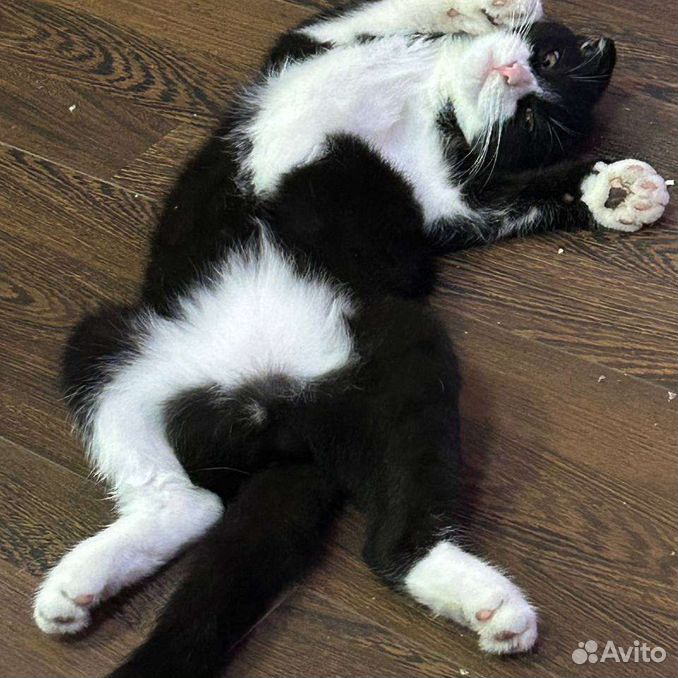 Веслоухий котёнок в добрые лапки