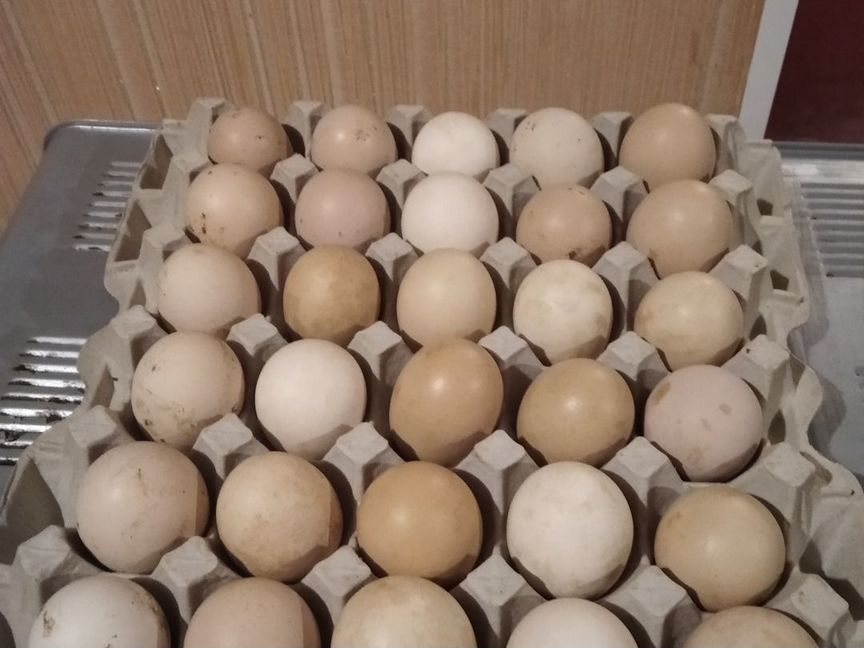 Инкубационное яйцо кур