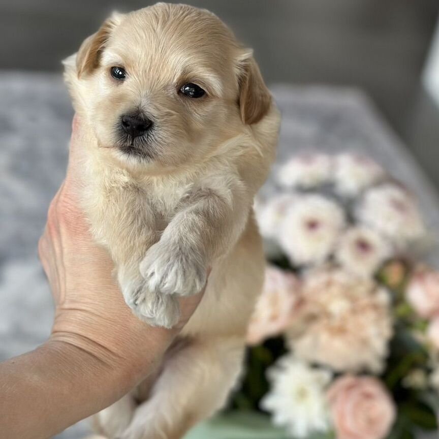 Мальтипу, щенок