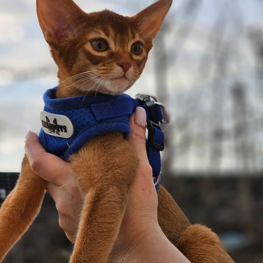 Абиссинский котик