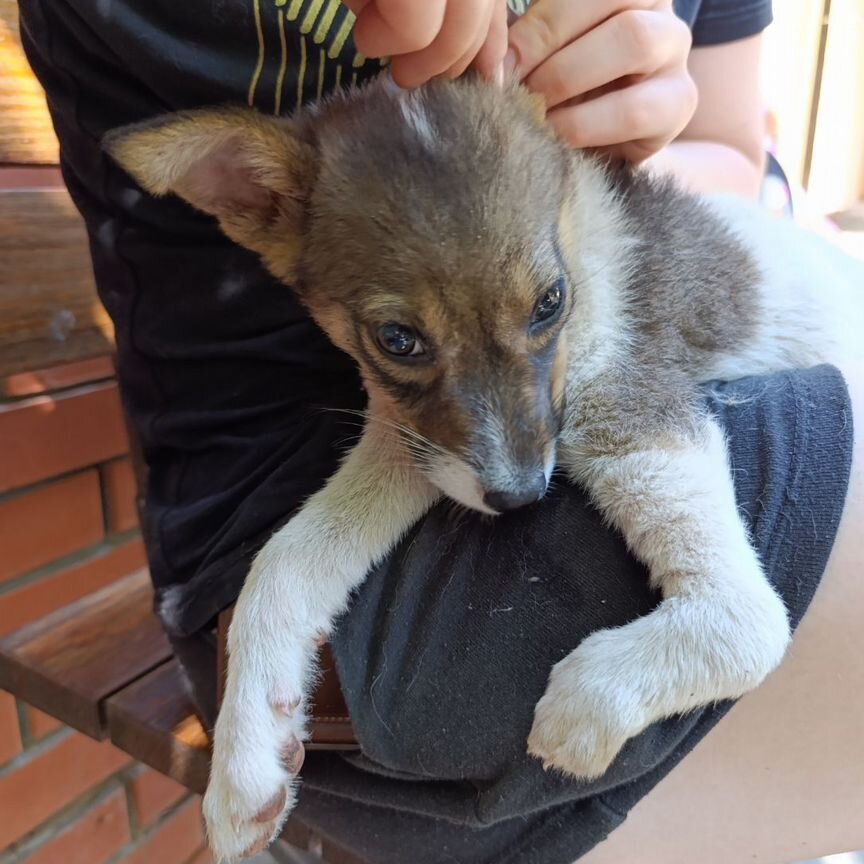 Щенок со сломанной лапкой