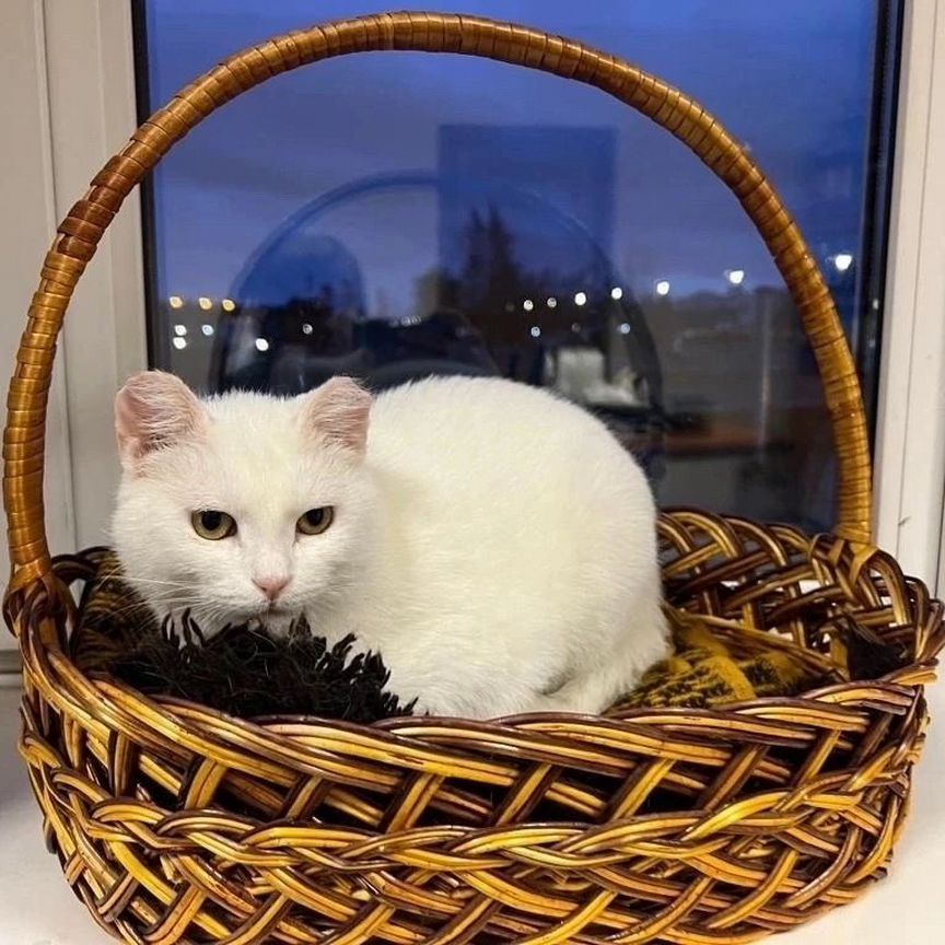 Кошечка в добрые руки