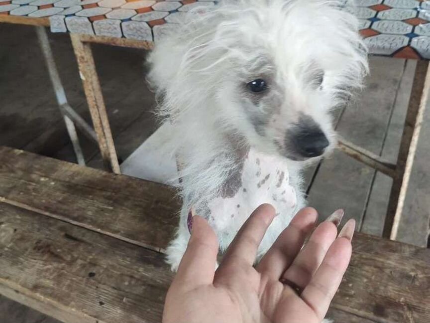 Два мальчика пуховые