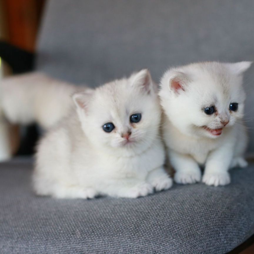 Британский короткошёрстный котёнок