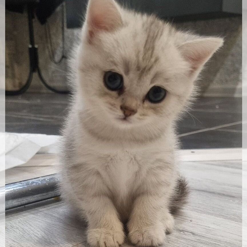 Шотландская кошечка прямоухая