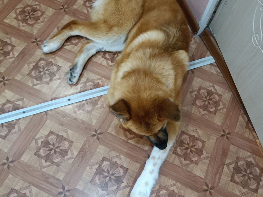Собака