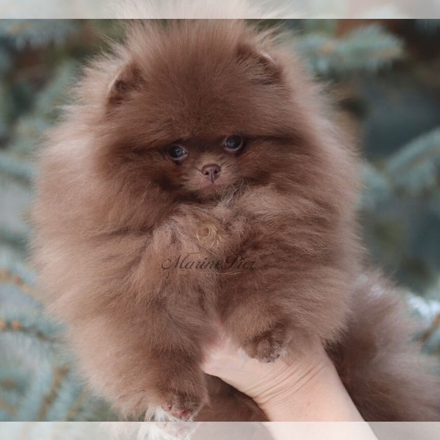 Помераночка шоколадного окраса