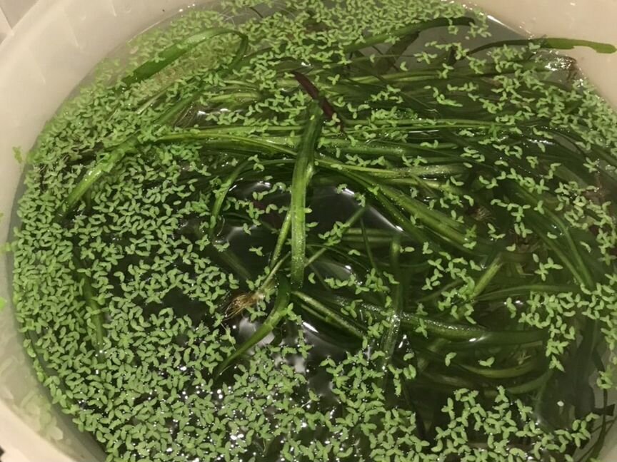 Валлиснерия обыкновенная прямая для аквариума